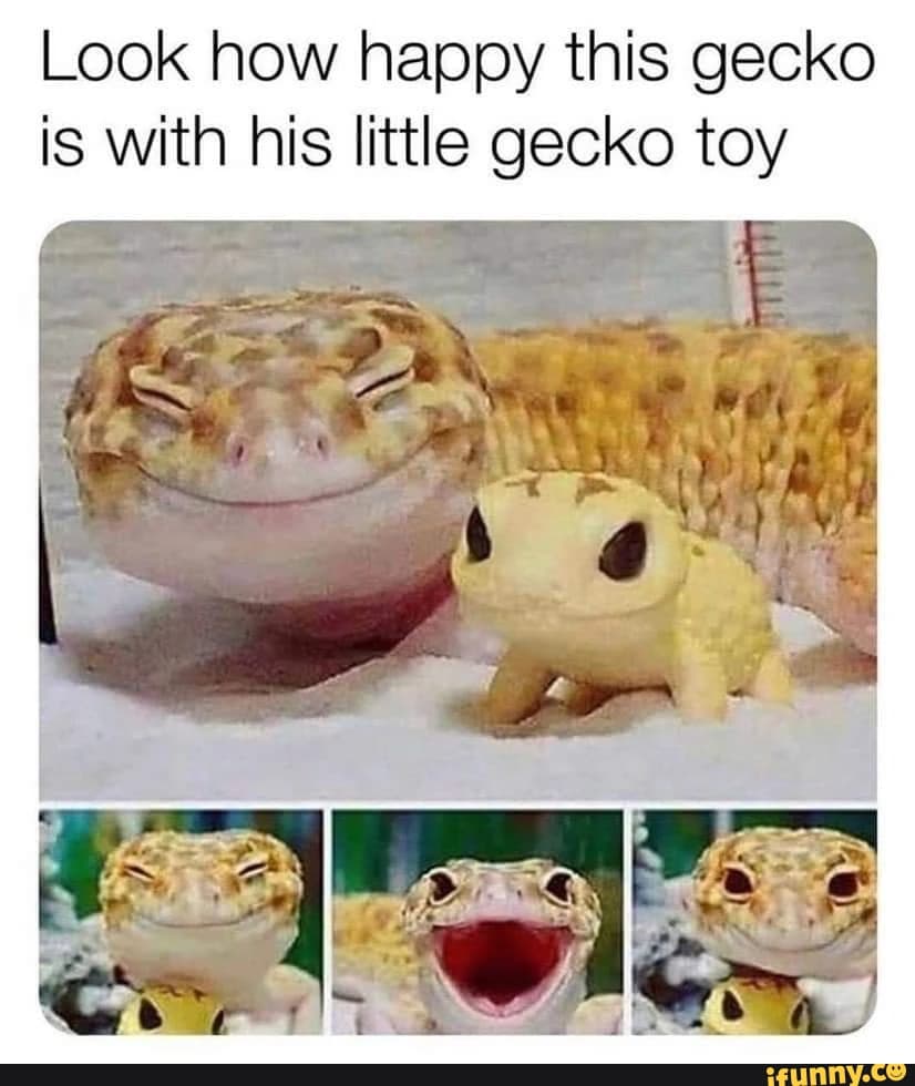 The 28 Funniest Gecko Memes, Ranked