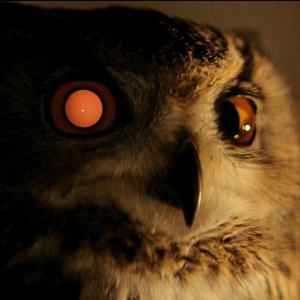 The Replicant Animals Of 'Blade Runner' Explained: What You Never Noticed
