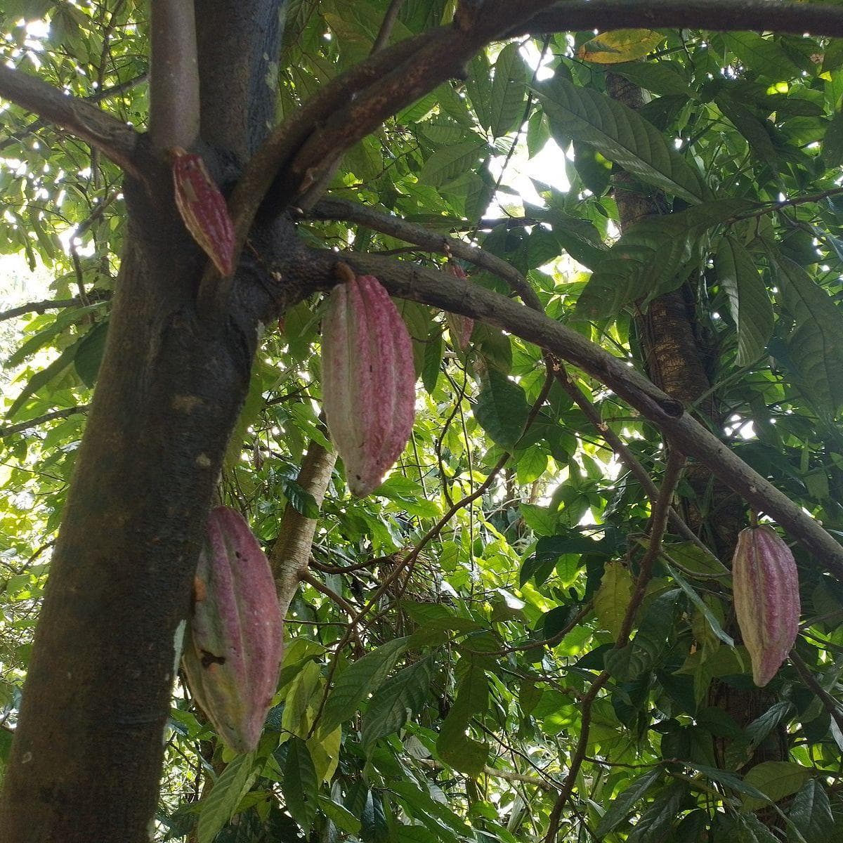 Why Is Chocolate So Expensive All Of A Sudden?