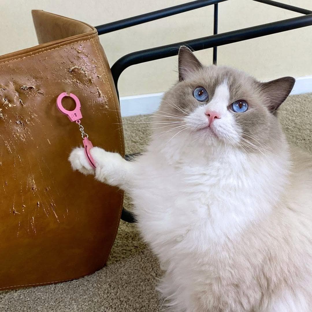 The 15 Most Famous Instagram Cat Accounts To Follow In 2025