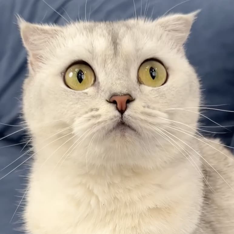 The 15 Most Famous Instagram Cat Accounts To Follow In 2025