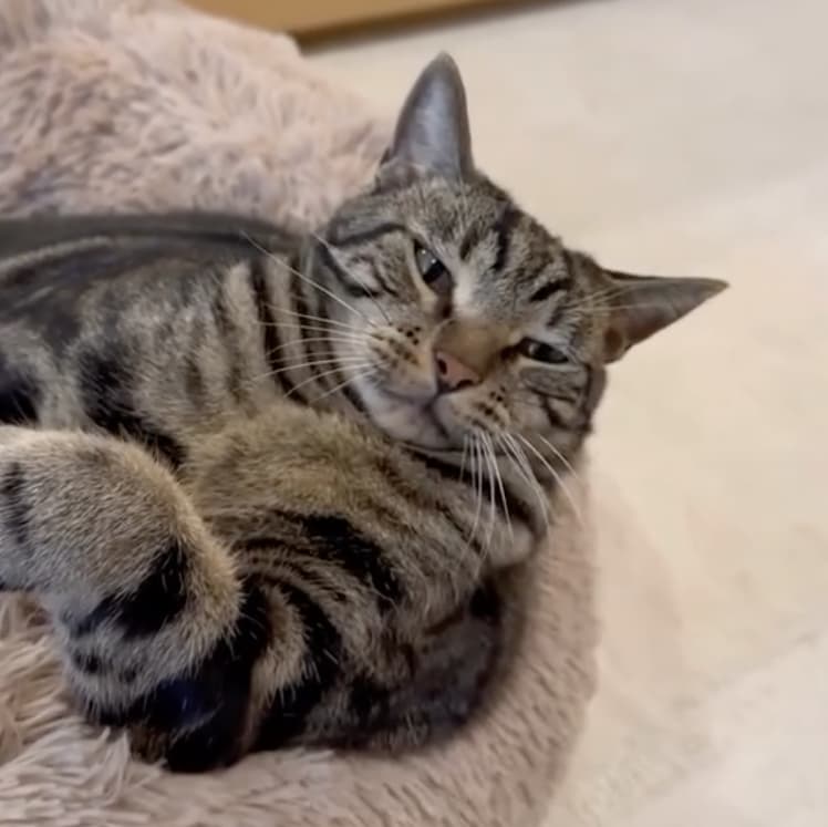 The 15 Most Famous Instagram Cat Accounts To Follow In 2025