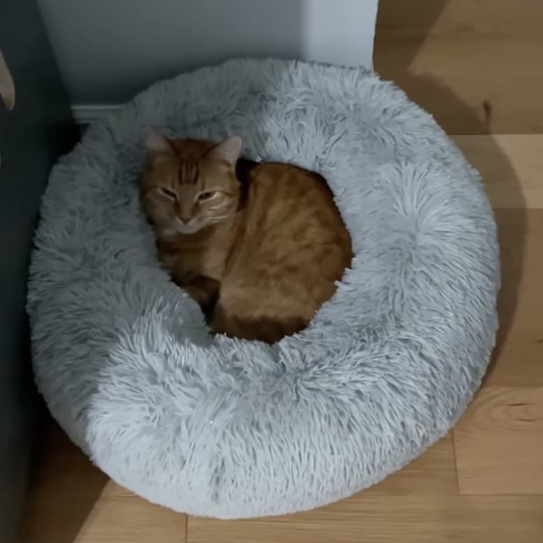 The 15 Most Famous Instagram Cat Accounts To Follow In 2025