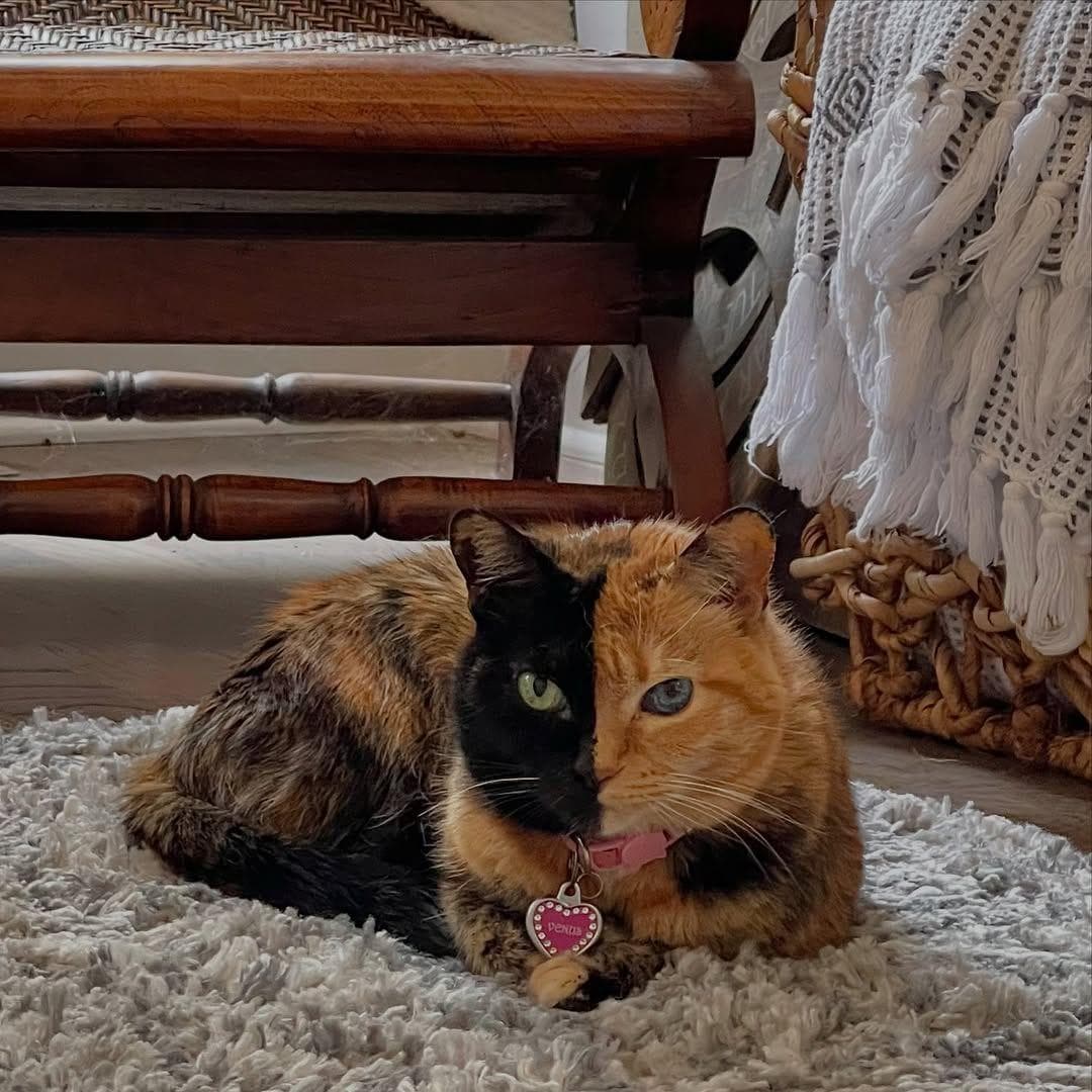 The 15 Most Famous Instagram Cat Accounts To Follow In 2025