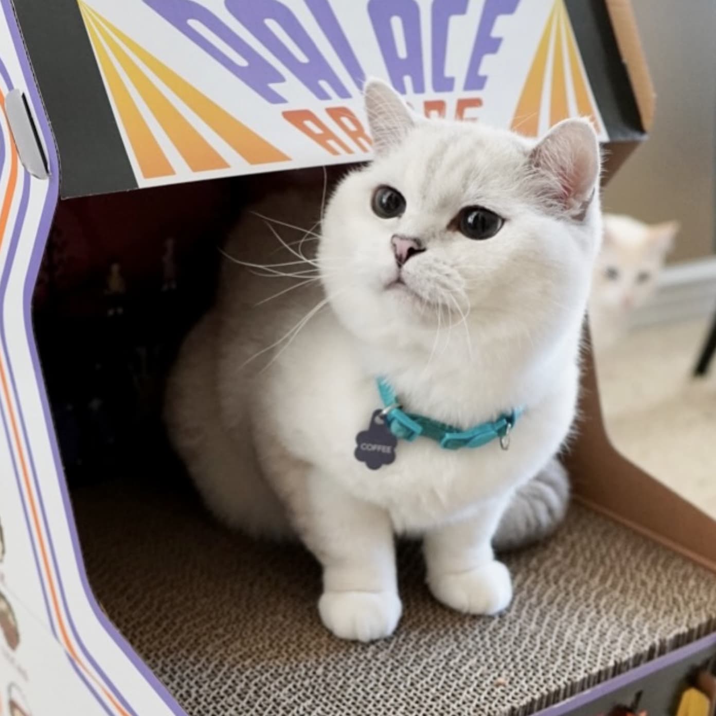 The 15 Most Famous Instagram Cat Accounts To Follow In 2025
