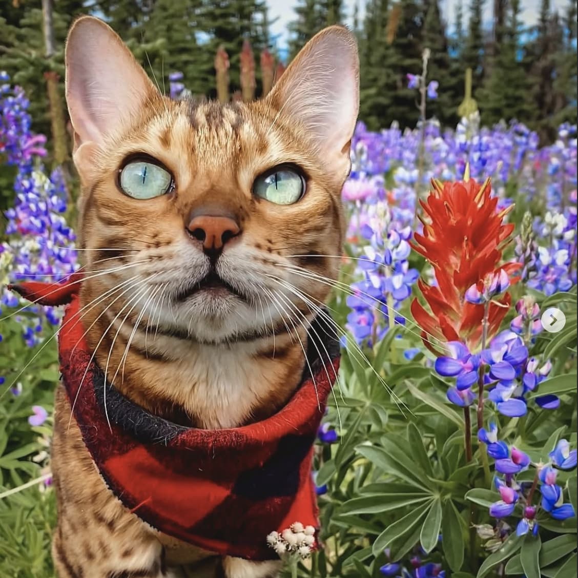 The 15 Most Famous Instagram Cat Accounts To Follow In 2025