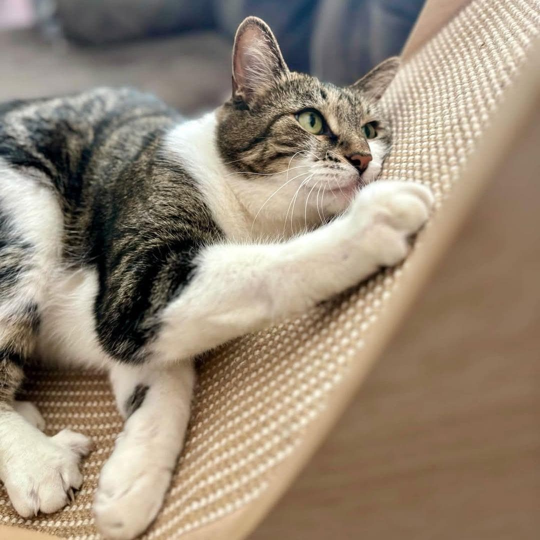 The 15 Most Famous Instagram Cat Accounts To Follow In 2025