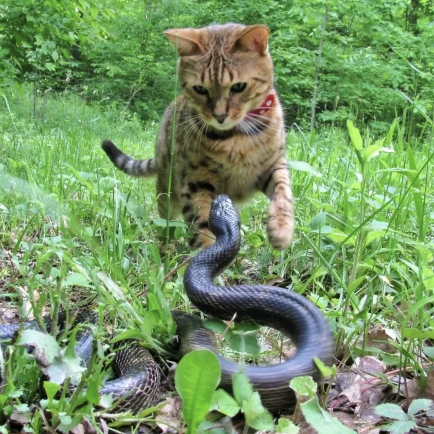 The 15 Most Famous Instagram Cat Accounts To Follow In 2025