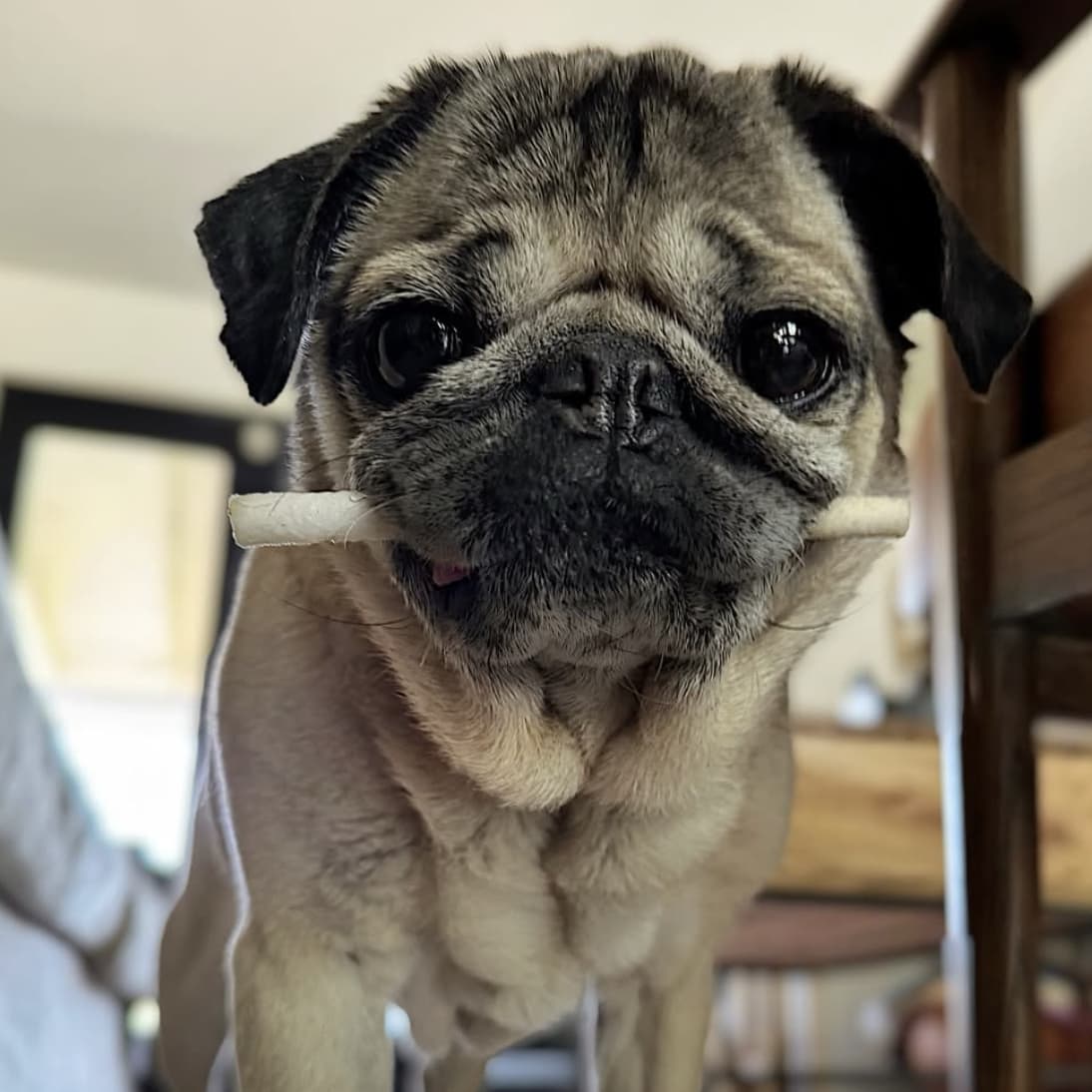 The 10 Best Dog Instagram Accounts In 2025, Ranked