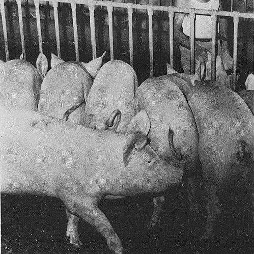 The Horrifying Story Of Canada's 'Pig Farmer Killer'