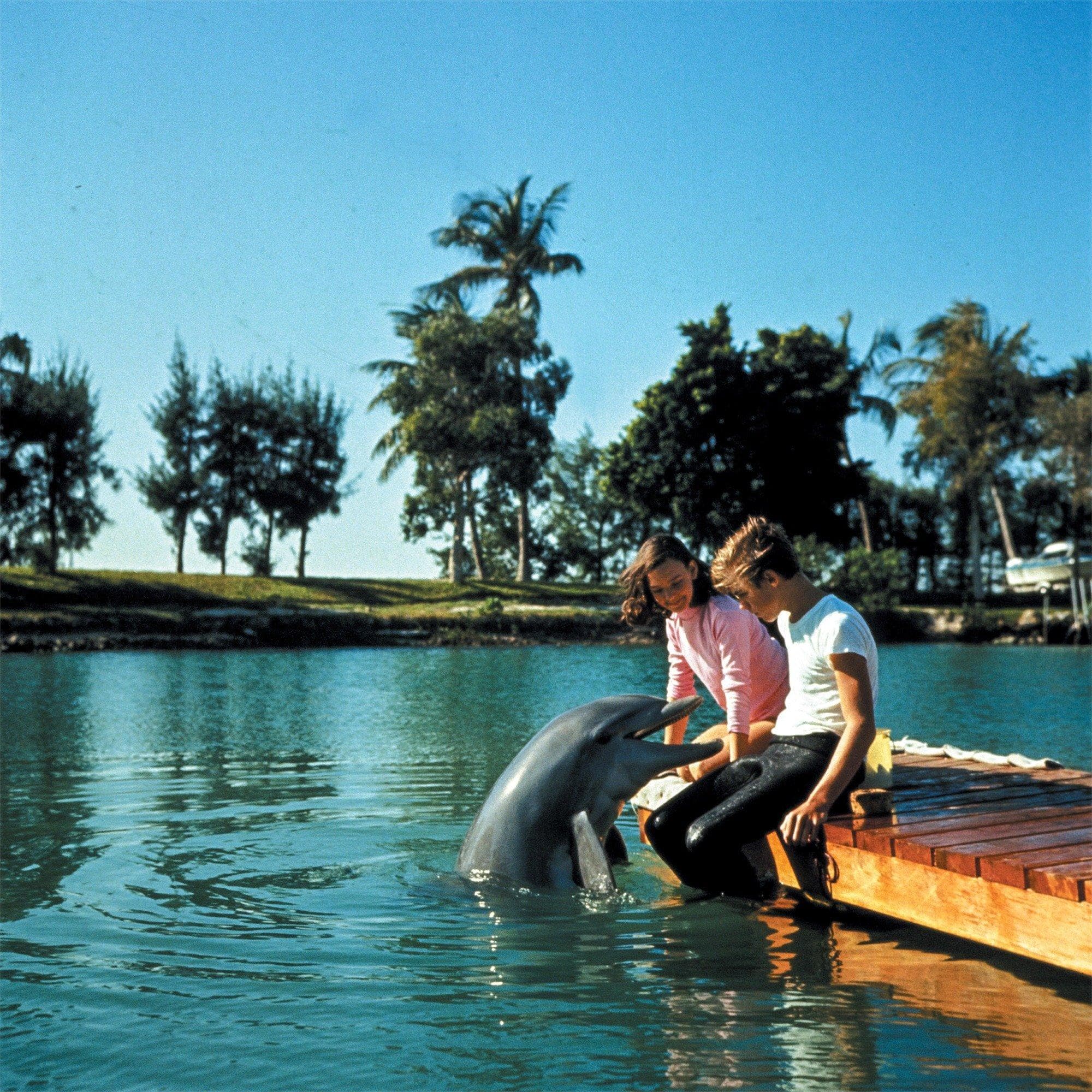 The Best Movies With Dolphins Ranked