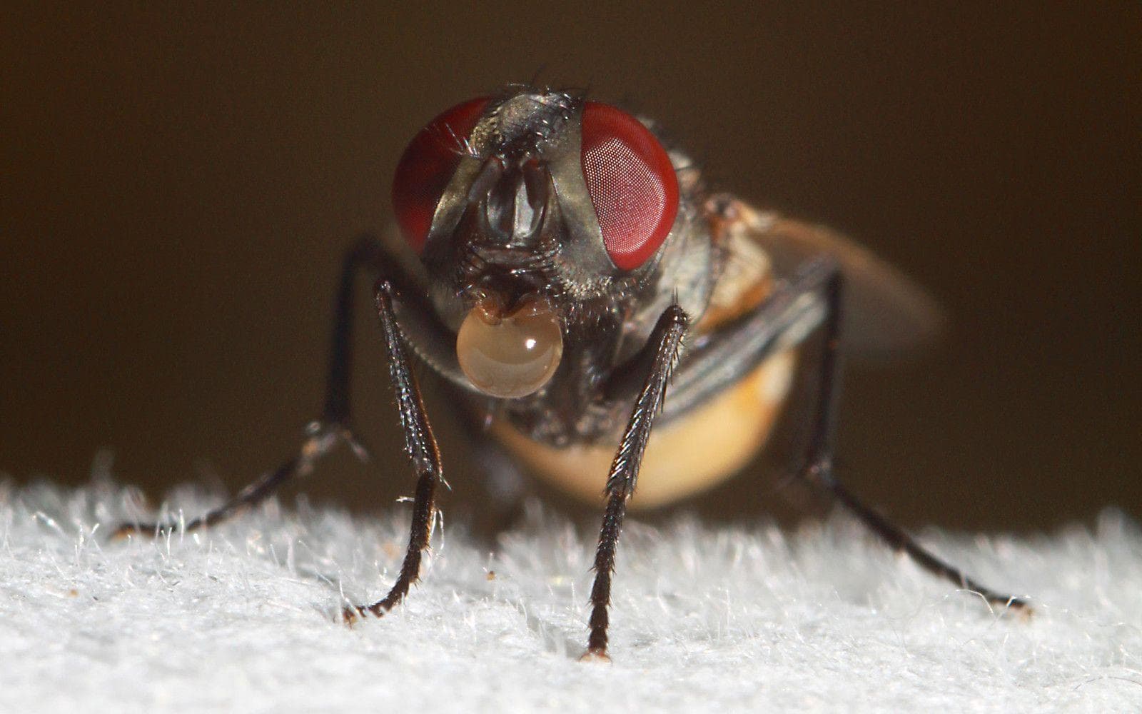 Disgusting Facts About The World's Grossest Animals