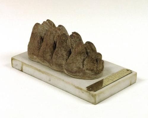 Unusual US Presidential Gifts From Other Countries