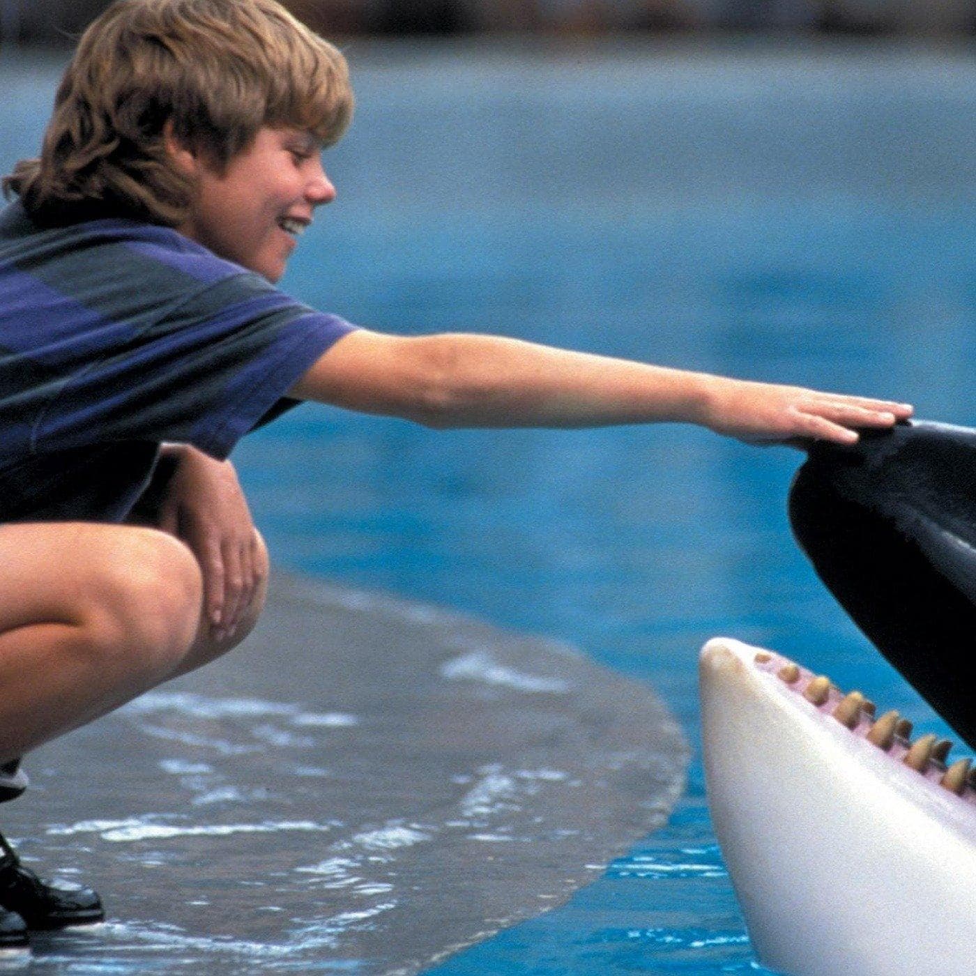 The Best Movies With Dolphins Ranked
