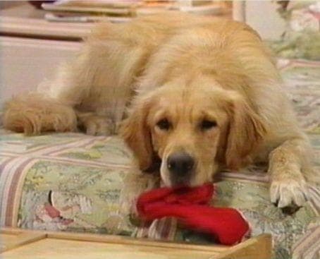 The 13 Best Golden Retriever Movies And Shows, Ranked