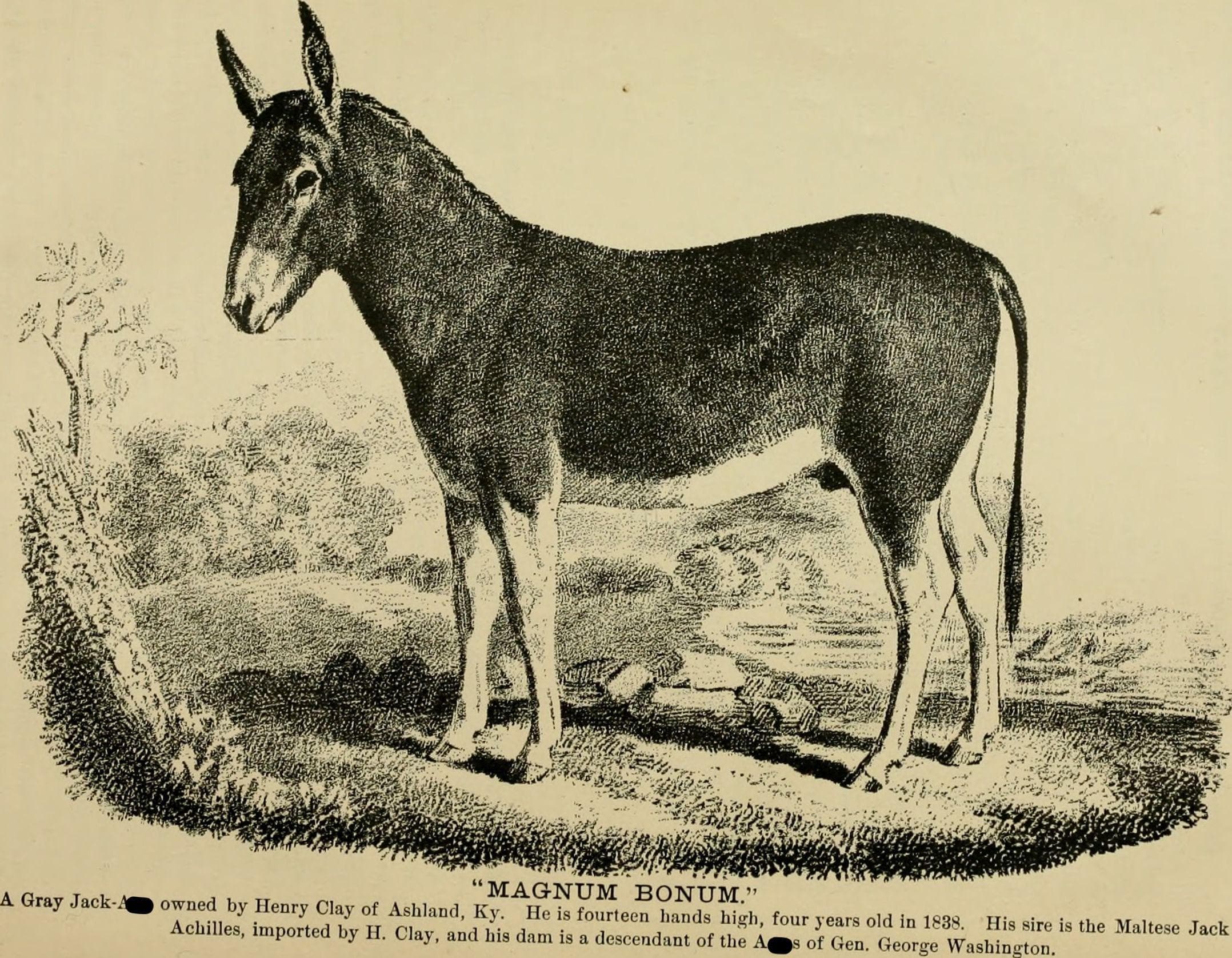 Unusual US Presidential Gifts From Other Countries