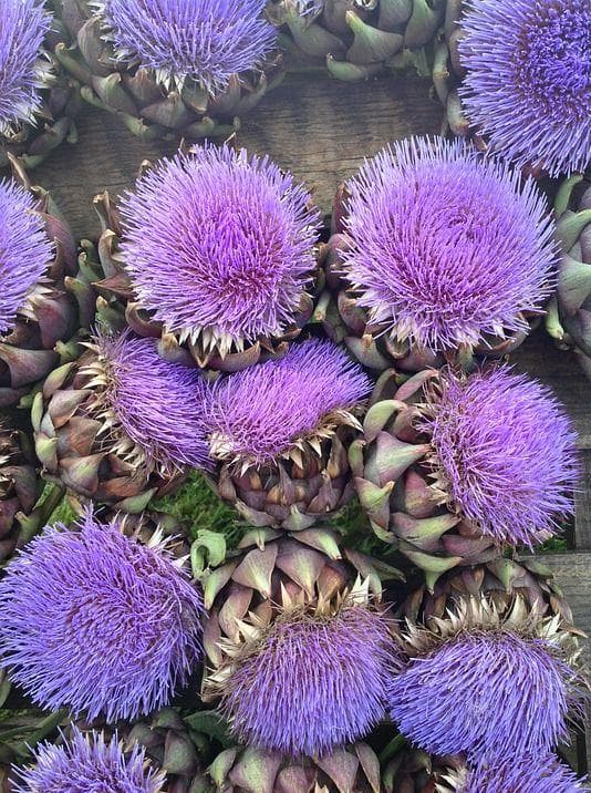What Common Fruits and Vegetables Look Like on the Vine