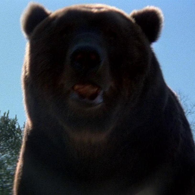 The 10 Best Killer Bear Horror Movies Of All Time