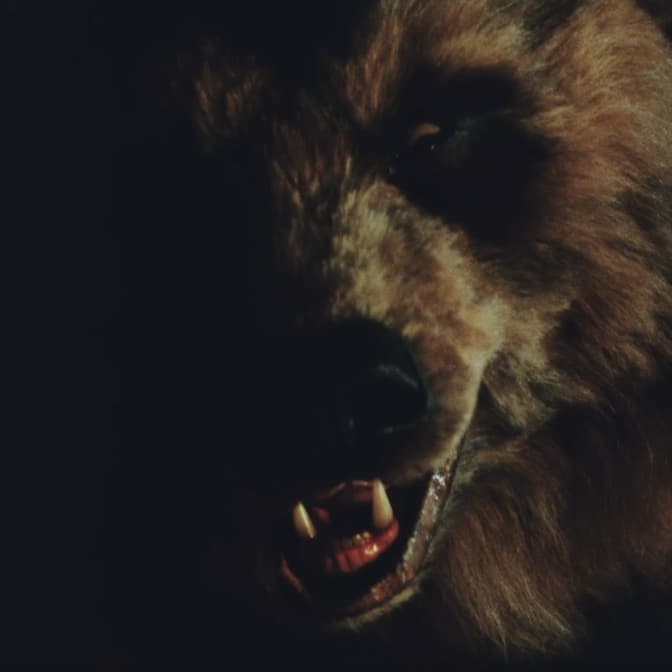 The 10 Best Killer Bear Horror Movies Of All Time