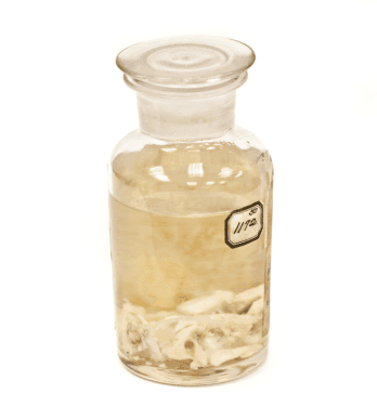 Historical Figures With Preserved Body Parts You Can Still Visit Today