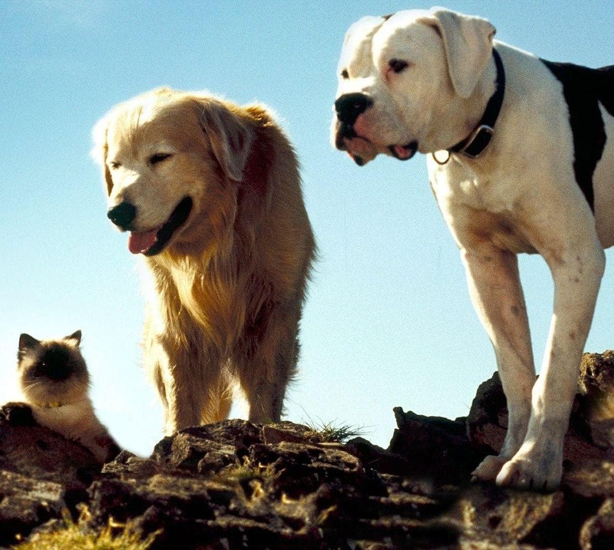 The 13 Best Golden Retriever Movies And Shows, Ranked