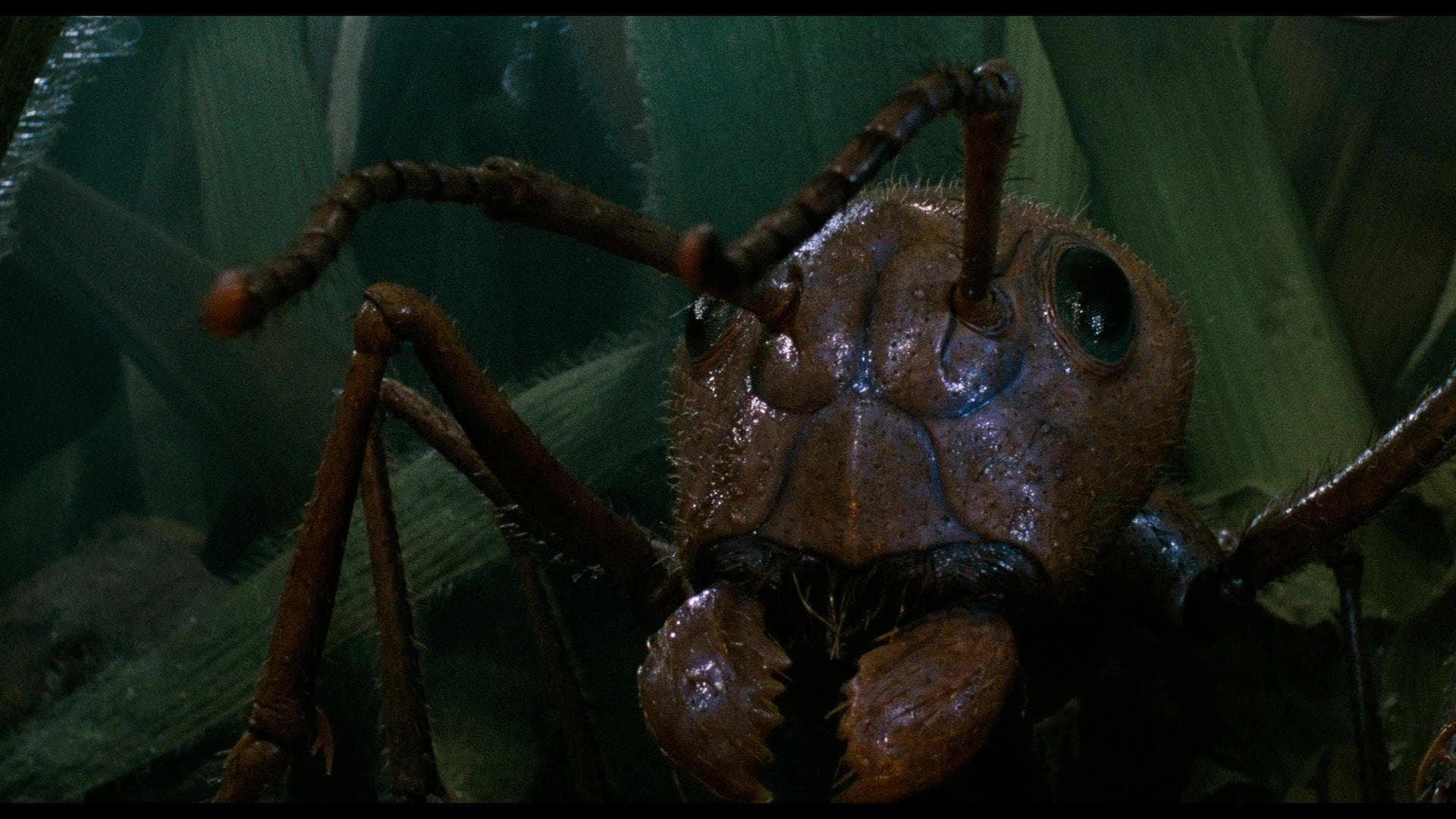 Cute Bug Movies That Prove They Are Lovable