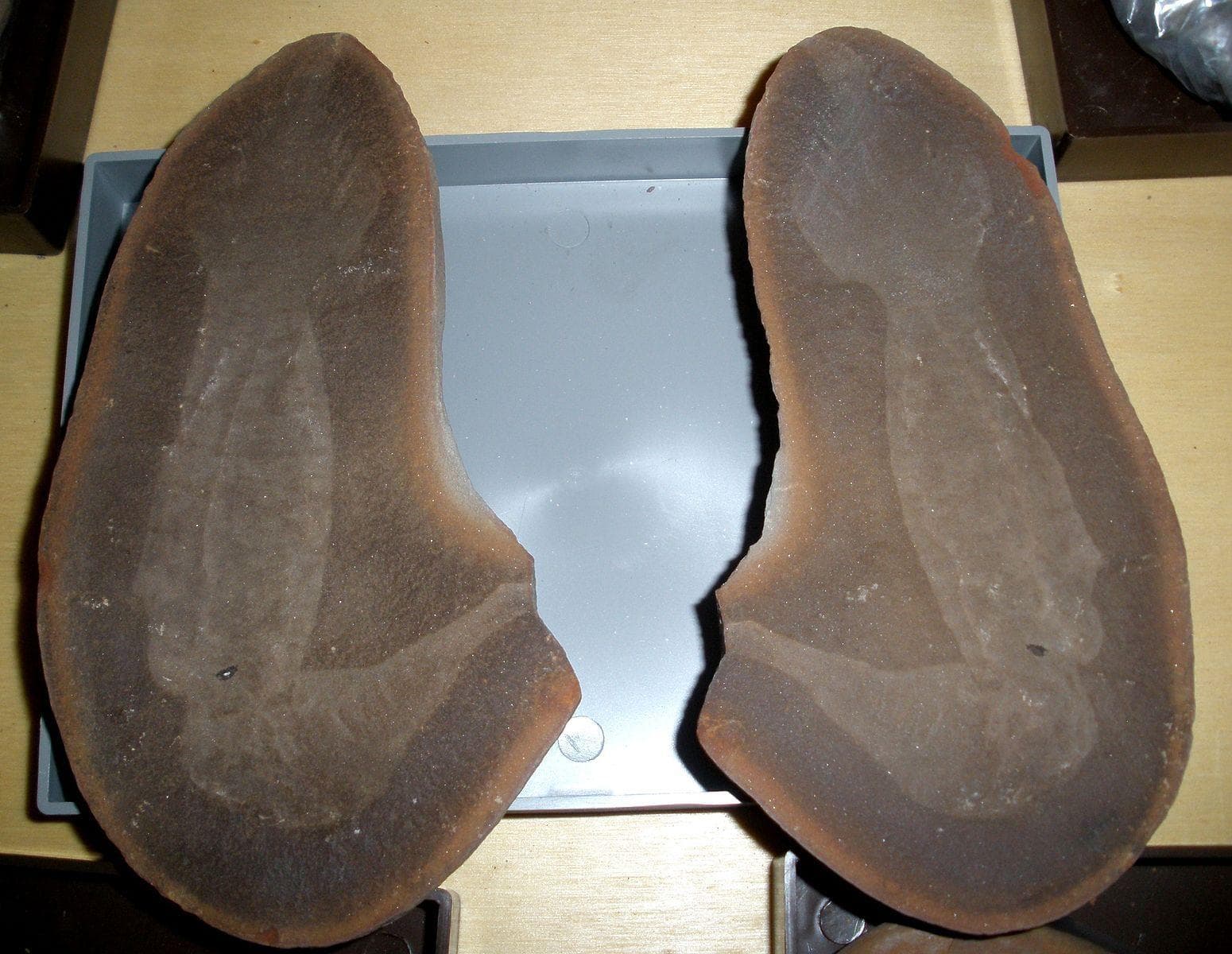 The Official Fossil From Every U.S. State