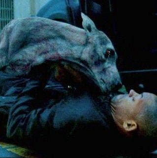 10 Unforgettable Horror Movie Dog Attacks That Still Haunt Viewers