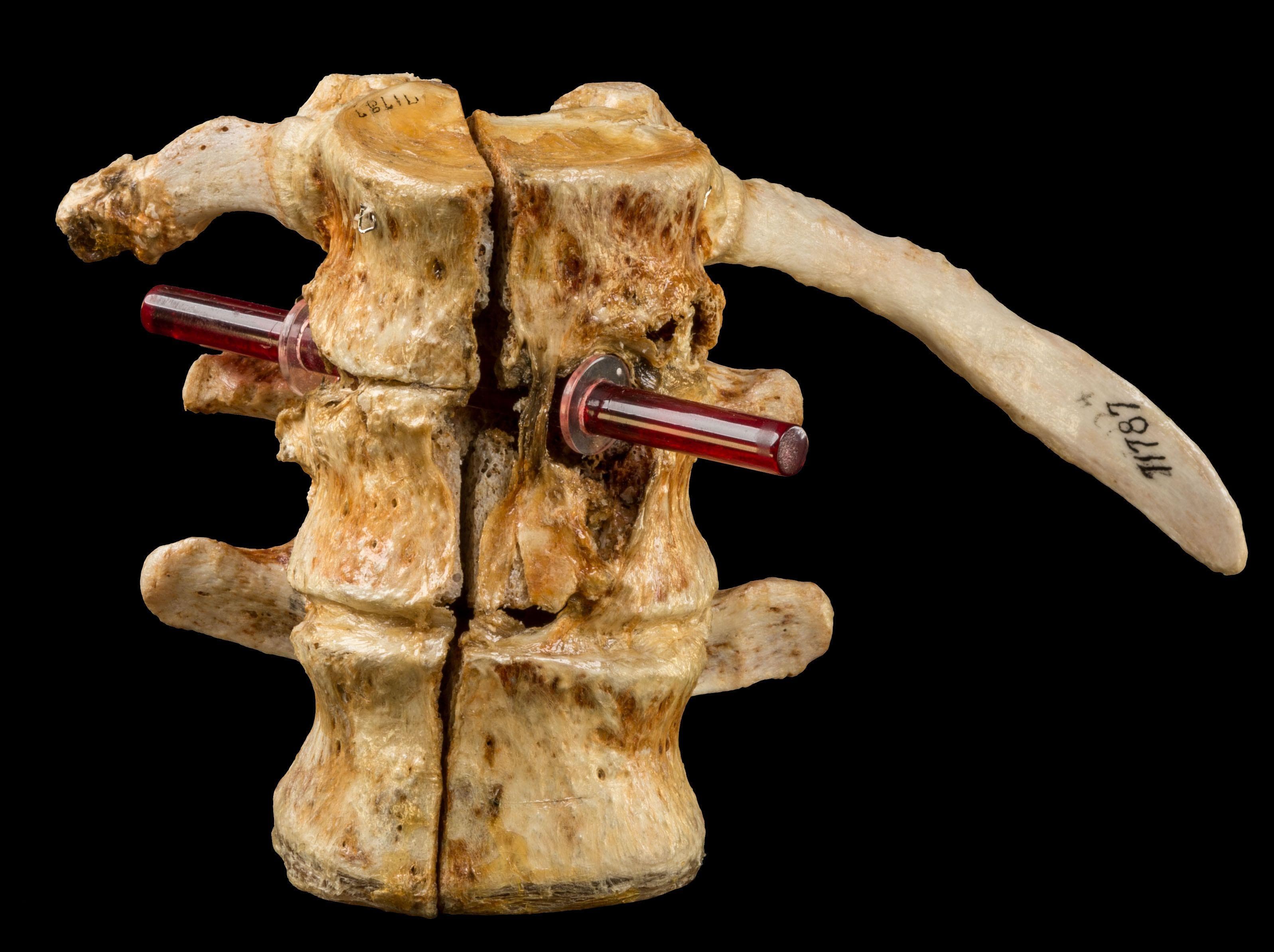 Historical Figures With Preserved Body Parts You Can Still Visit Today