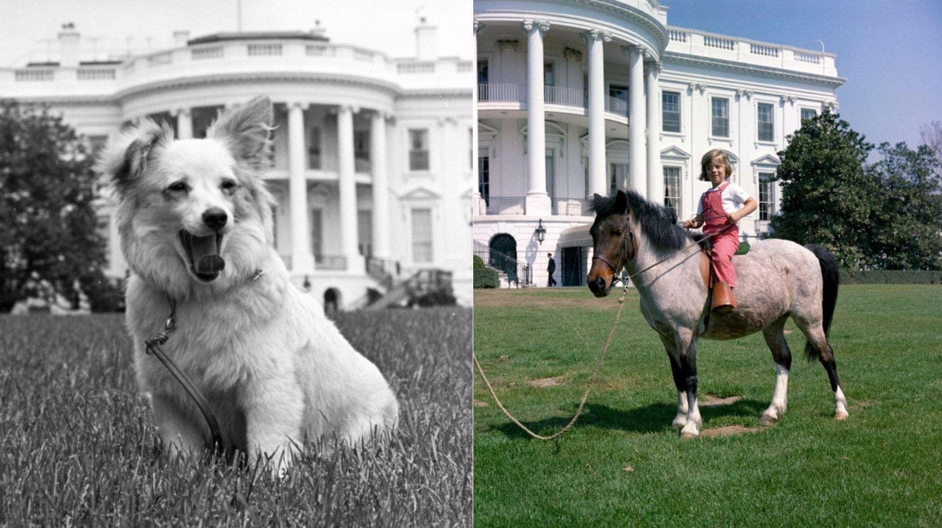 13 US Presidents Who Had Unusual Pets While In Office