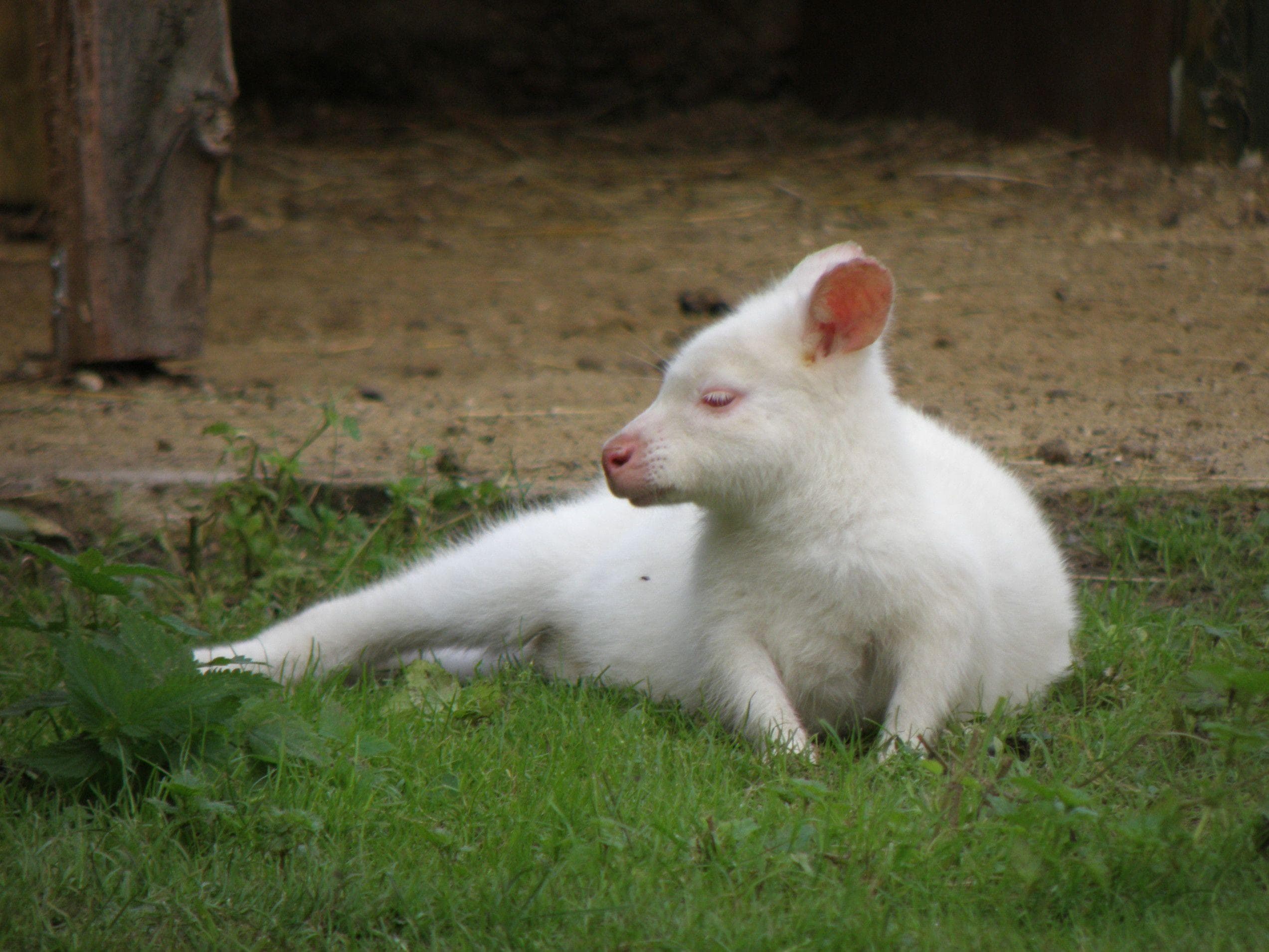 12 Extremely Rare Photos Of Albino Baby Animals