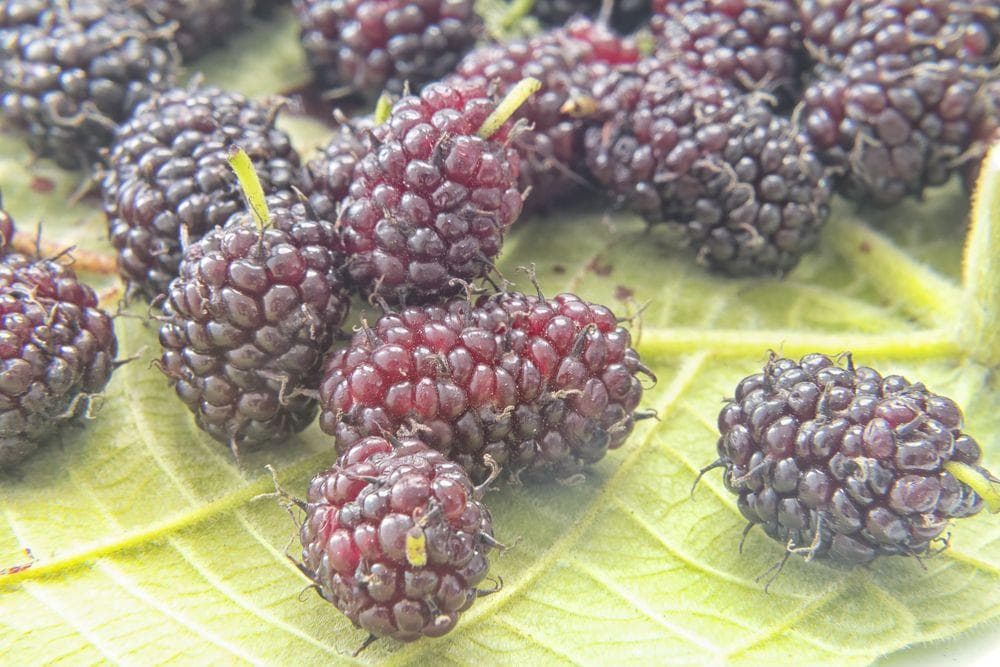 A List Of Every Official US State Fruit