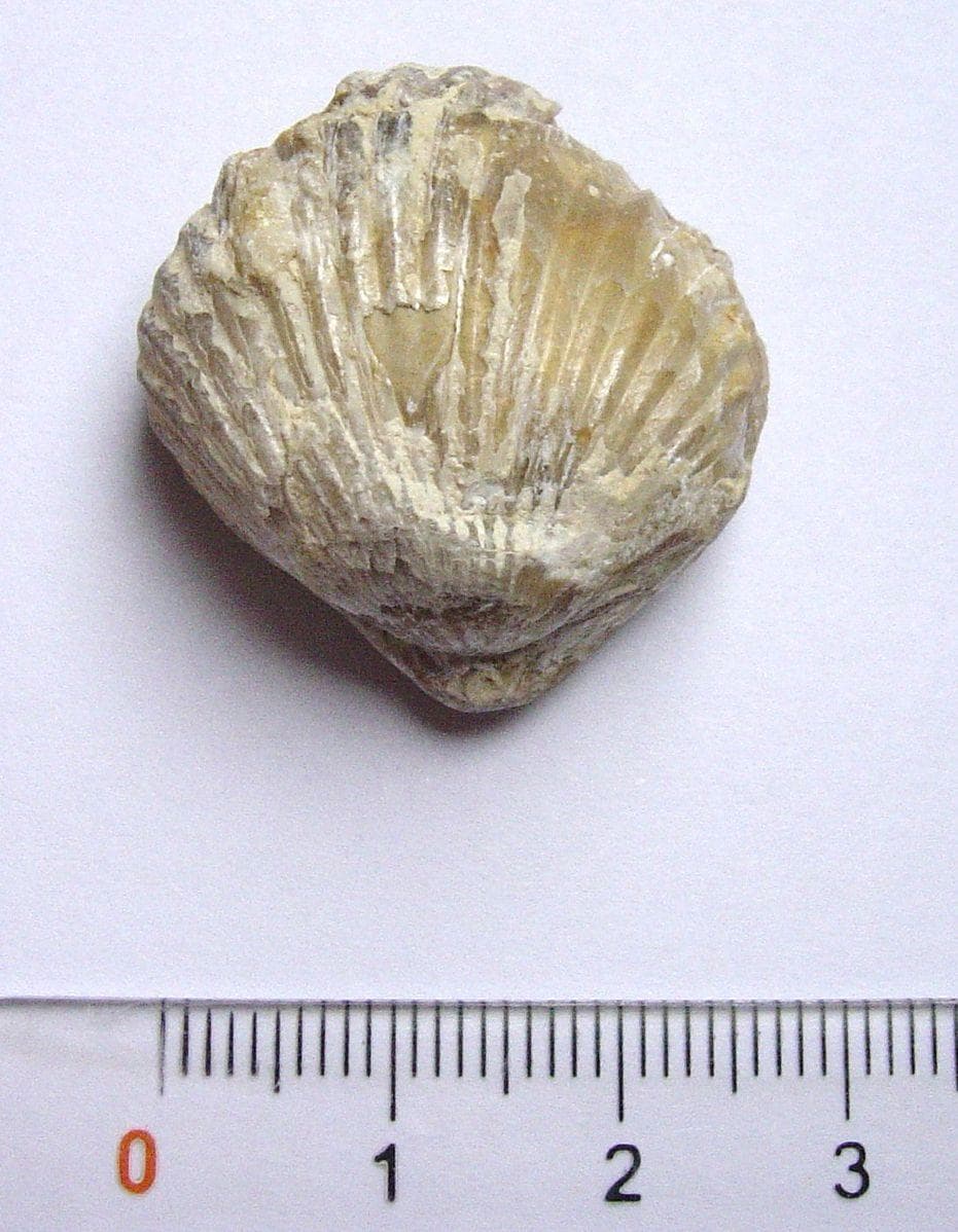 The Official Fossil From Every U.S. State