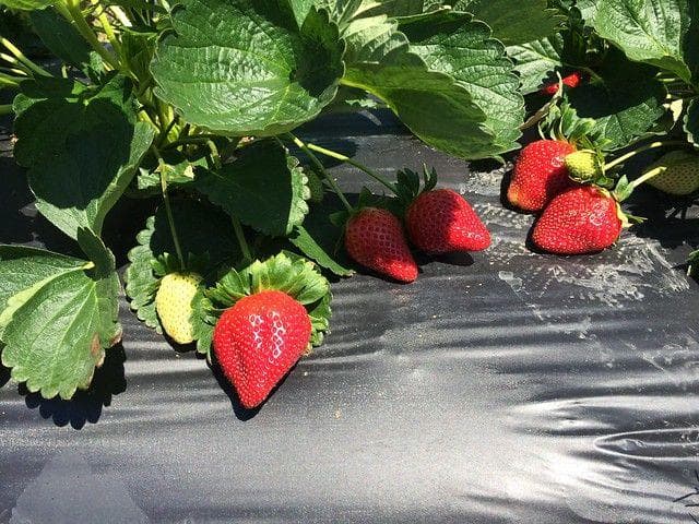 A List Of Every Official US State Fruit