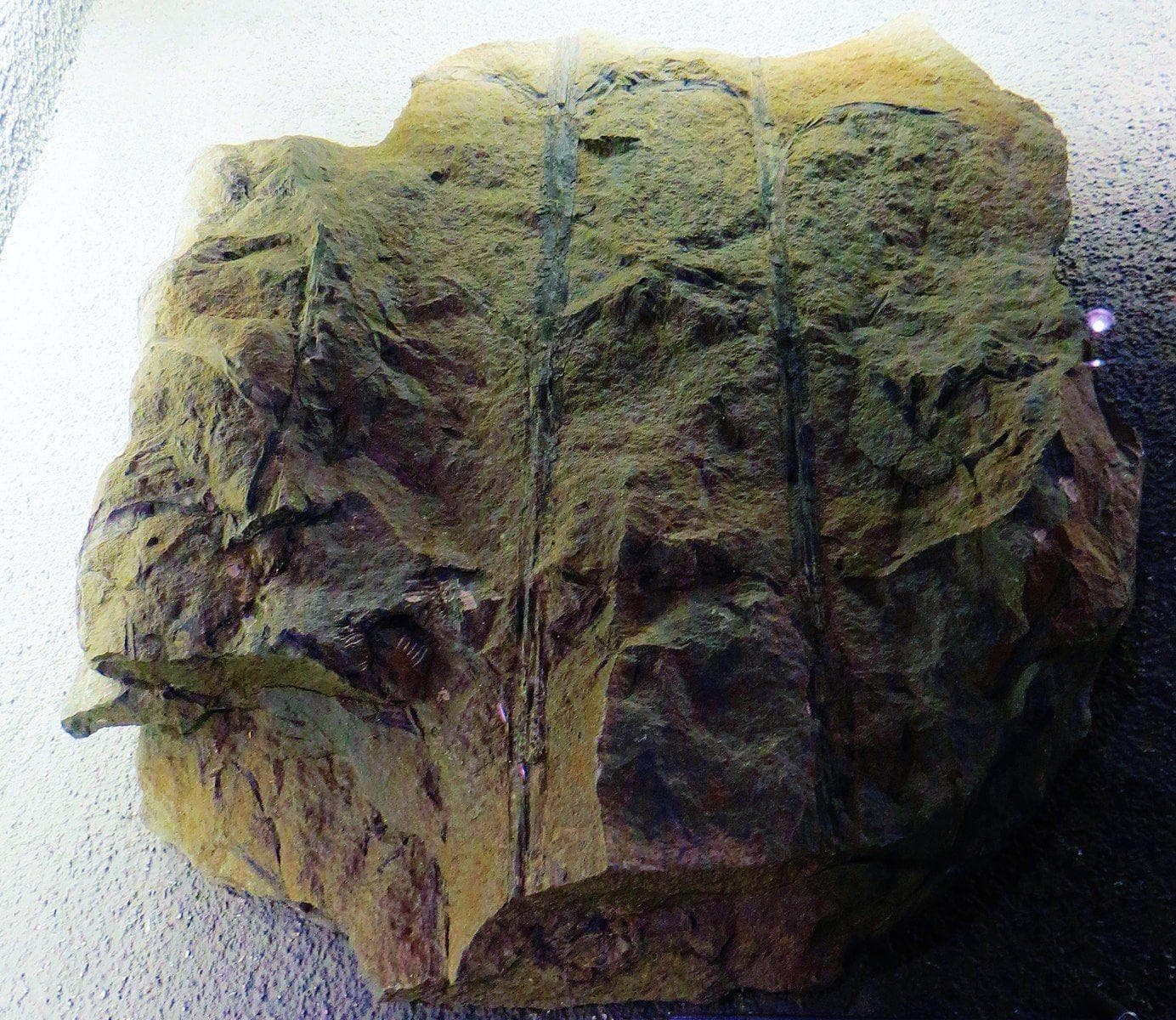 The Official Fossil From Every U.S. State