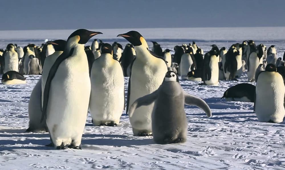 The 15 Best Documentaries For Kids, Ranked