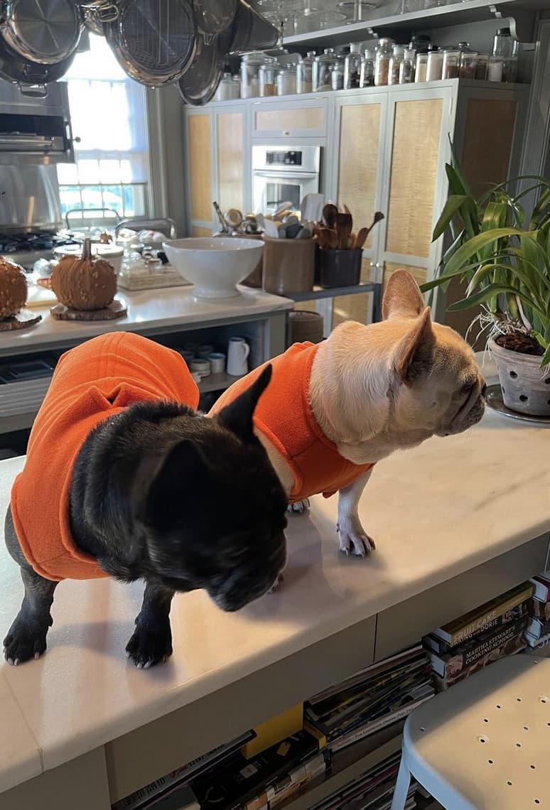 50+ Celebrities Who Really Love Their French Bulldogs