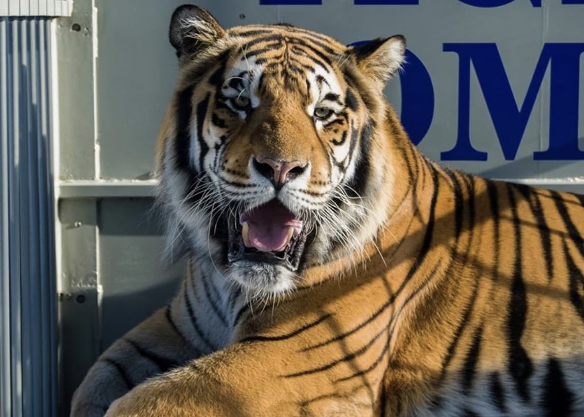 Which Mascot In March Madness This Year Is Your Favorite?