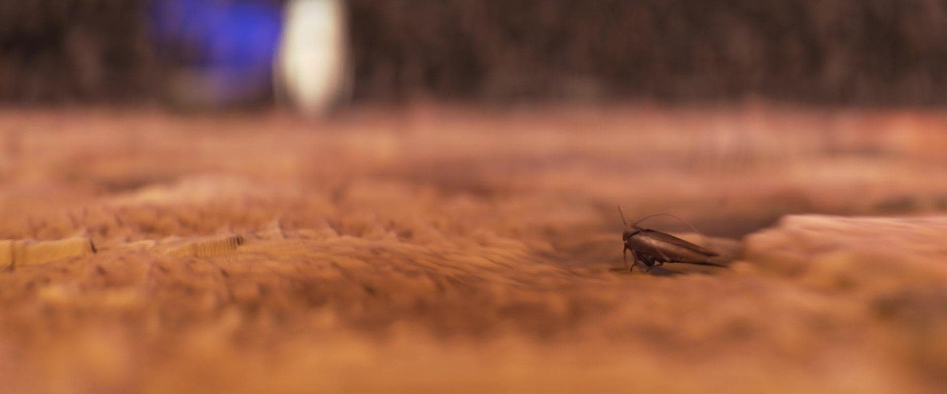 Cute Bug Movies That Prove They Are Lovable