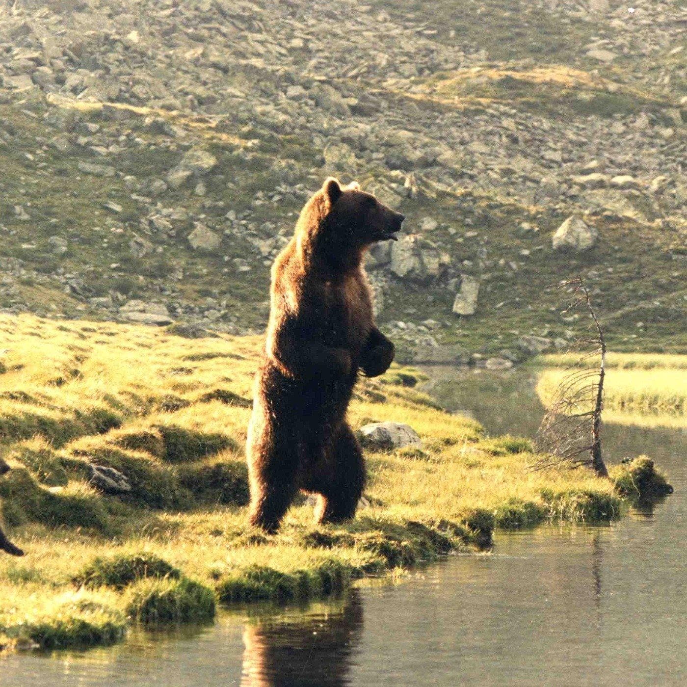 List of Movies With Bear in the Title, Ranked