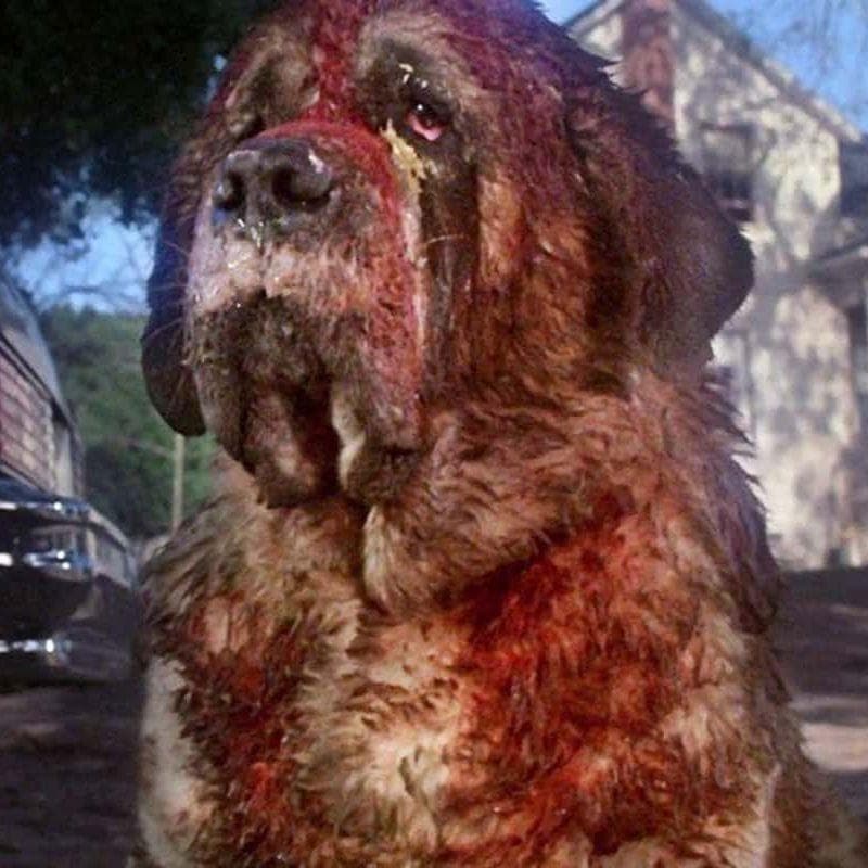 10 Unforgettable Horror Movie Dog Attacks That Still Haunt Viewers