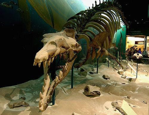 The Official Fossil From Every U.S. State