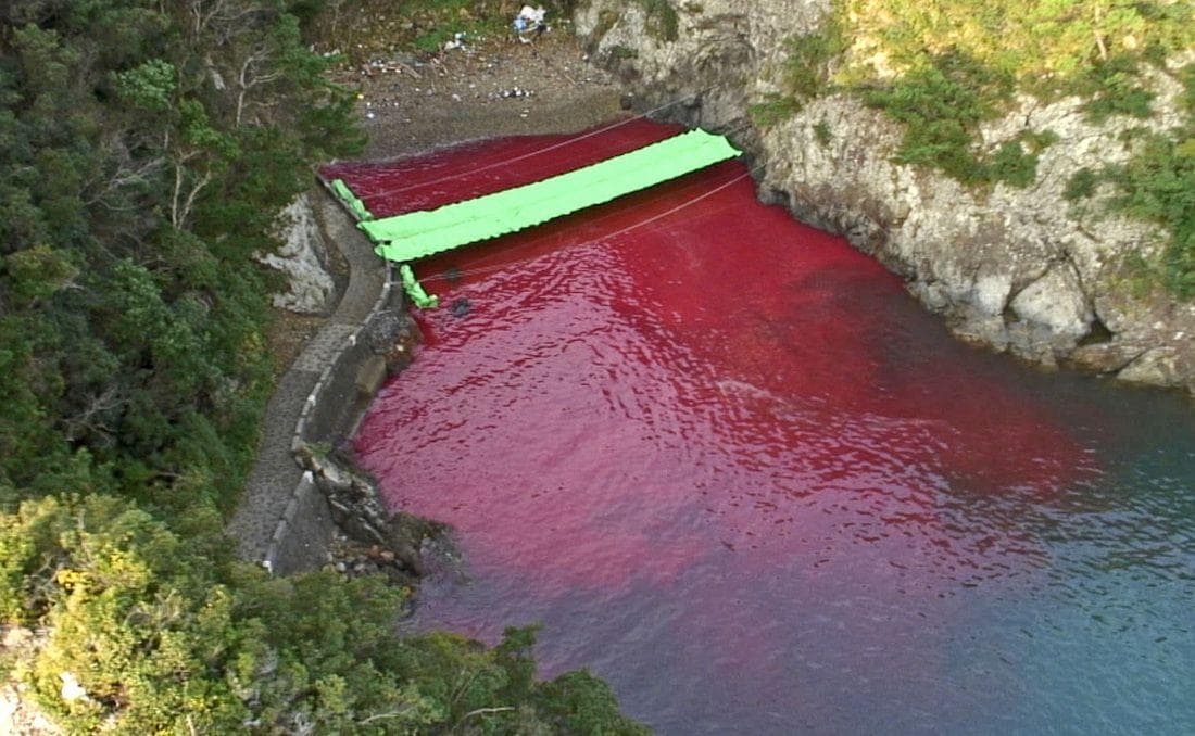 14 Extremely Hard to Watch Documentary Moments