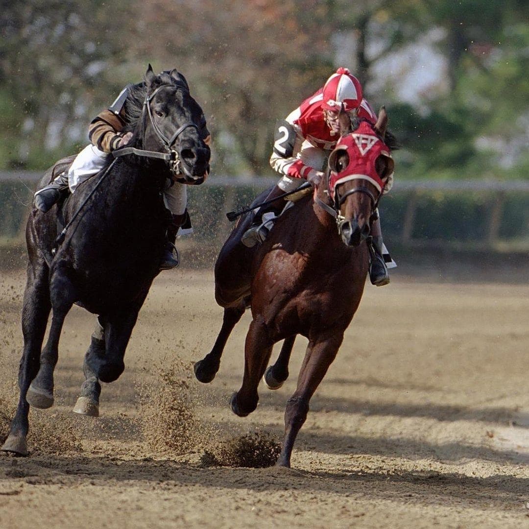 The 25+ Best Horse Characters | List of Fictional Horses