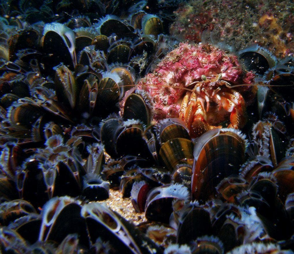 These Animals Can Survive Being Eaten Alive