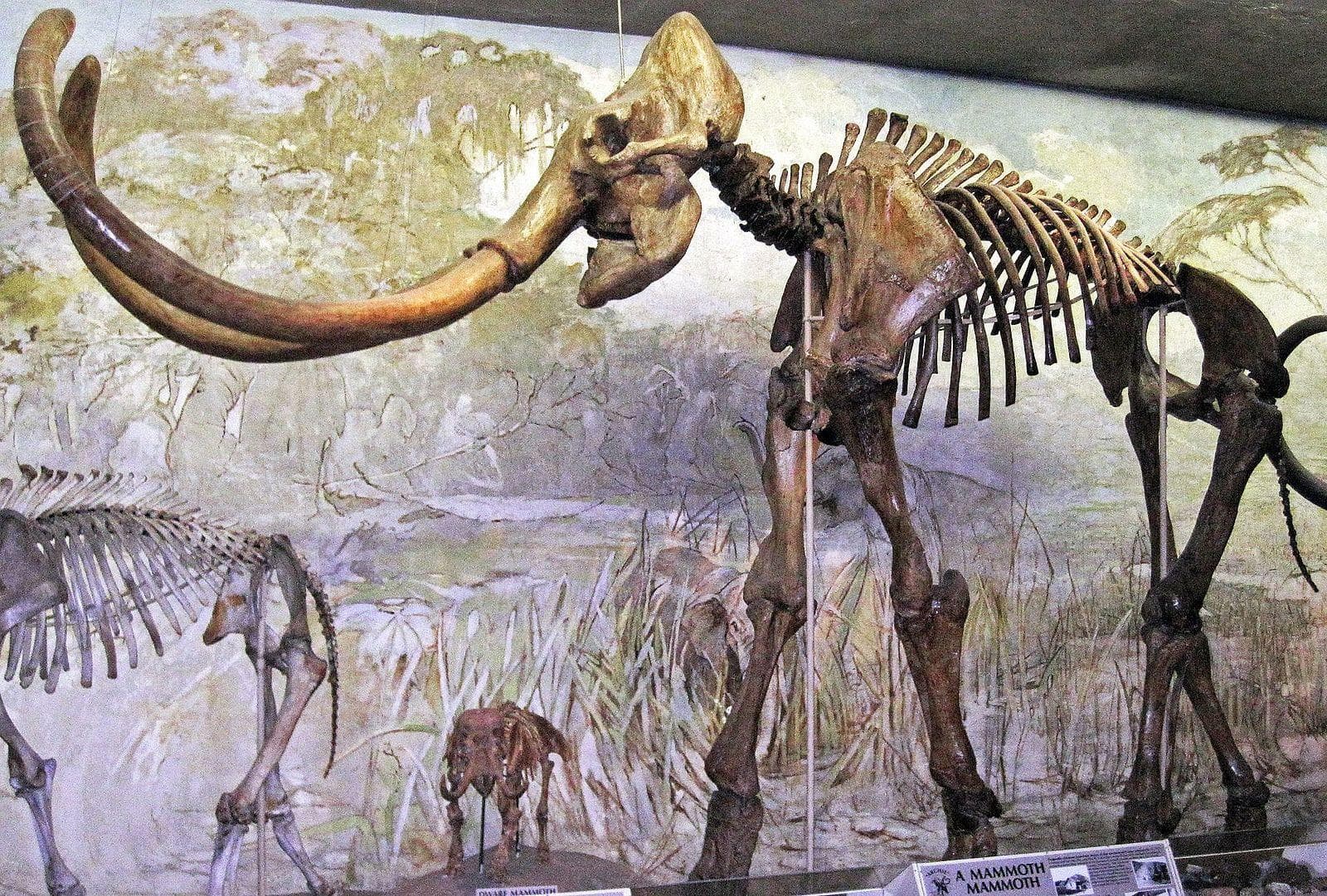 The Official Fossil From Every U.S. State