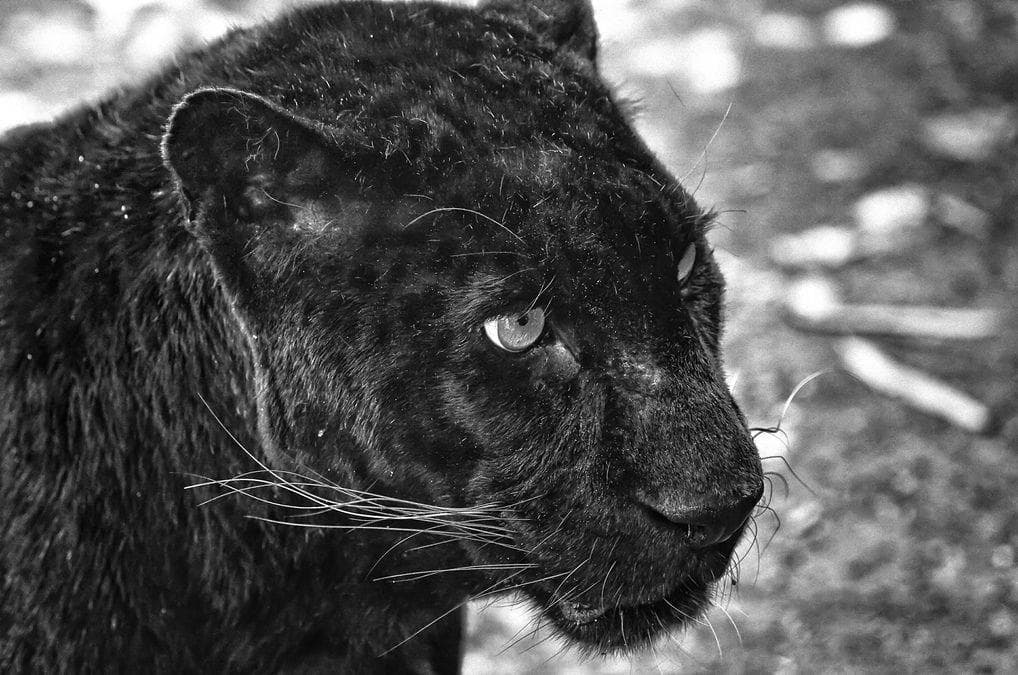 World's Most Beautiful Animals