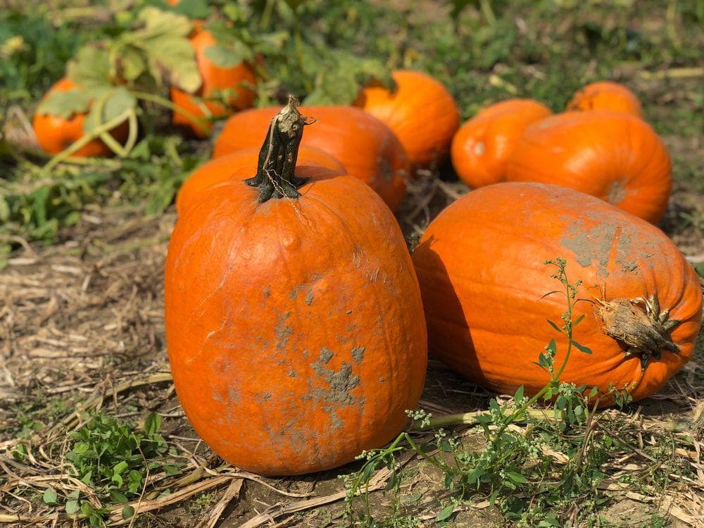 A List Of Every Official US State Fruit