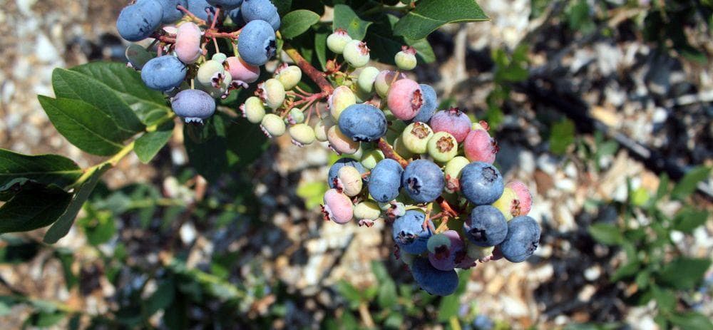 A List Of Every Official US State Fruit