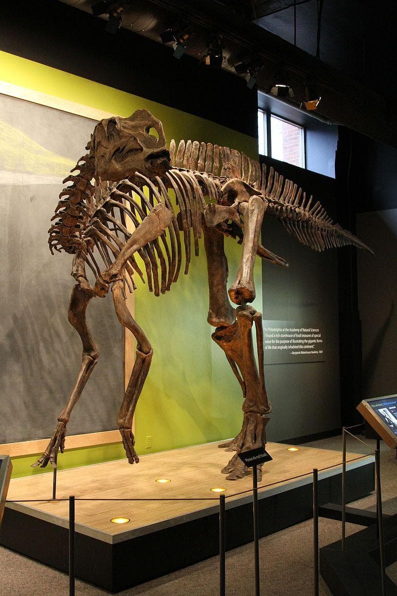 The Official Fossil From Every U.S. State